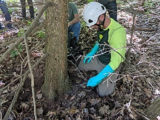 Officials: Check trees for invasive species | News, Sports, Jobs - The ...